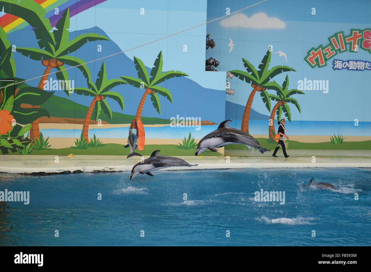 Dolphin dance in Sea aquarium: Biggest collection of fishes and sea ...