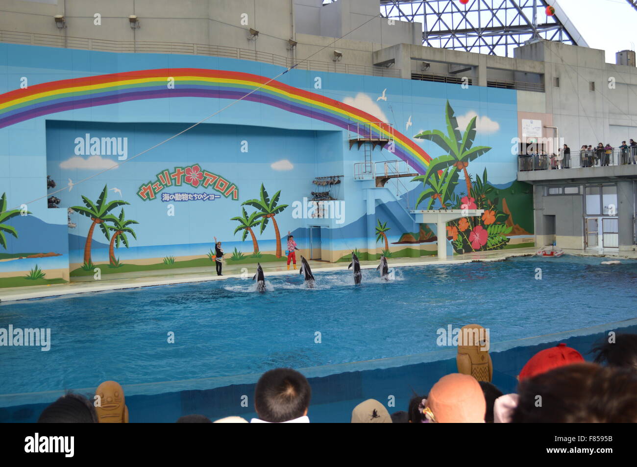 Dolphin pond in a aquarium and fun dance Stock Photo - Alamy