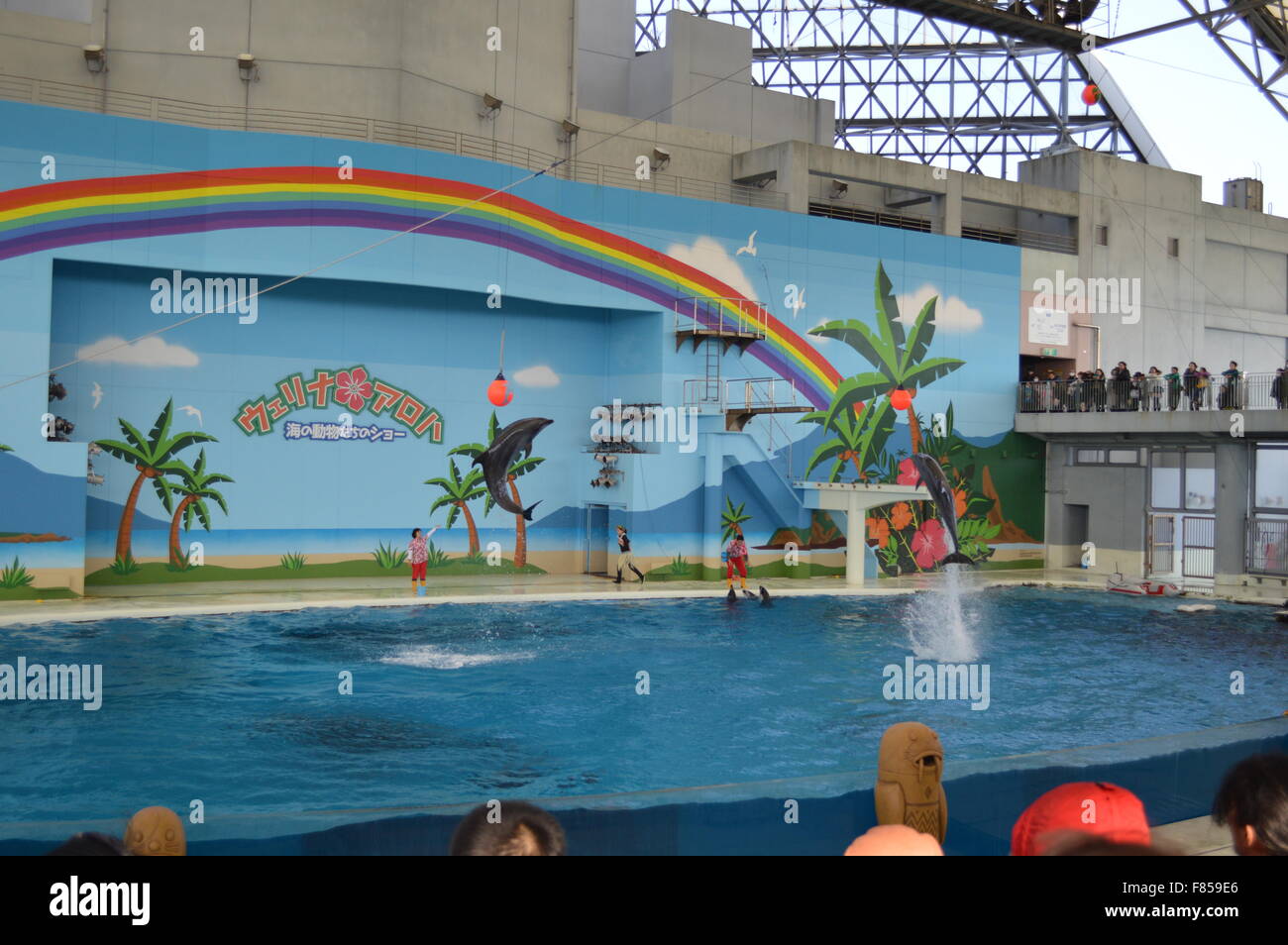 Dolphin pond in a aquarium and fun dance Stock Photo - Alamy