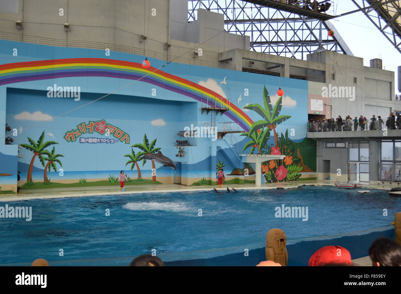 Dolphin pond in a aquarium and fun dance Stock Photo - Alamy