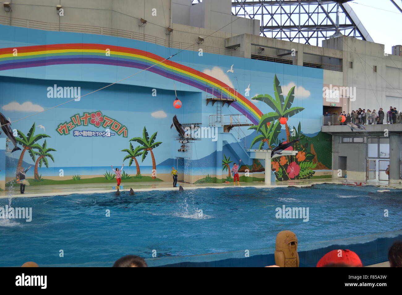Dolphin pond in a aquarium and fun dance Stock Photo - Alamy