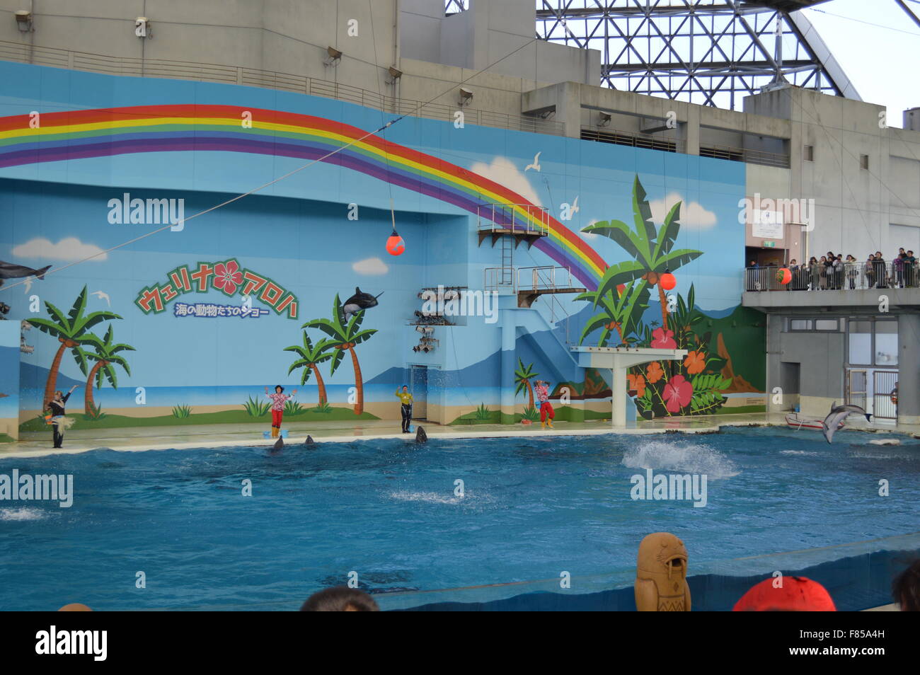 Dolphin pond in a aquarium and fun dance Stock Photo - Alamy