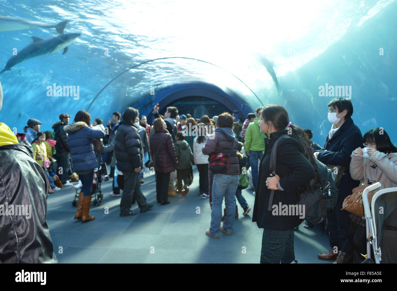 Dolphin pond in a aquarium and fun dance Stock Photo - Alamy
