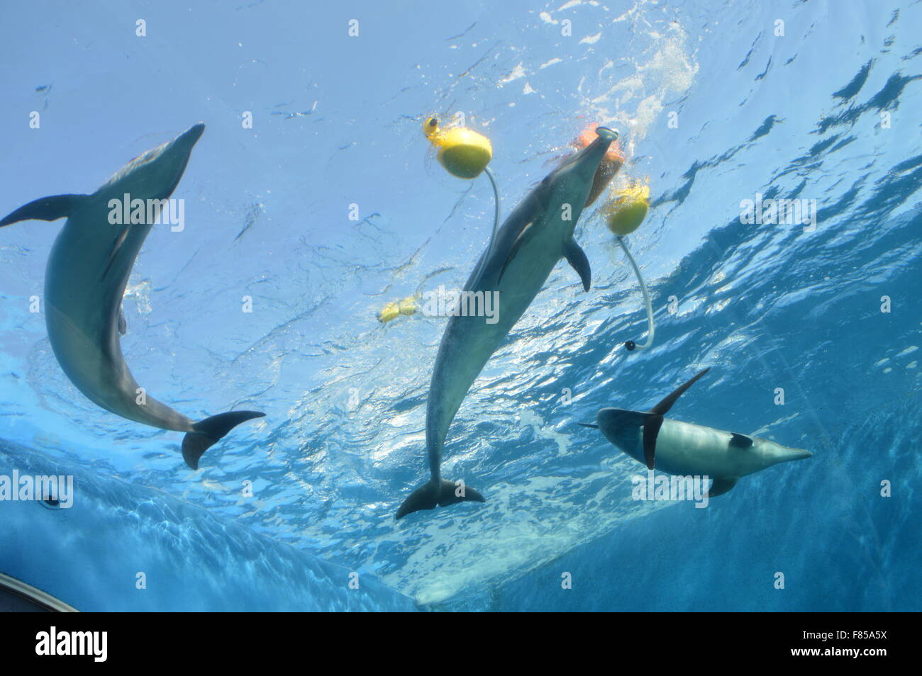 Japan dance fish hi-res stock photography and images - Alamy