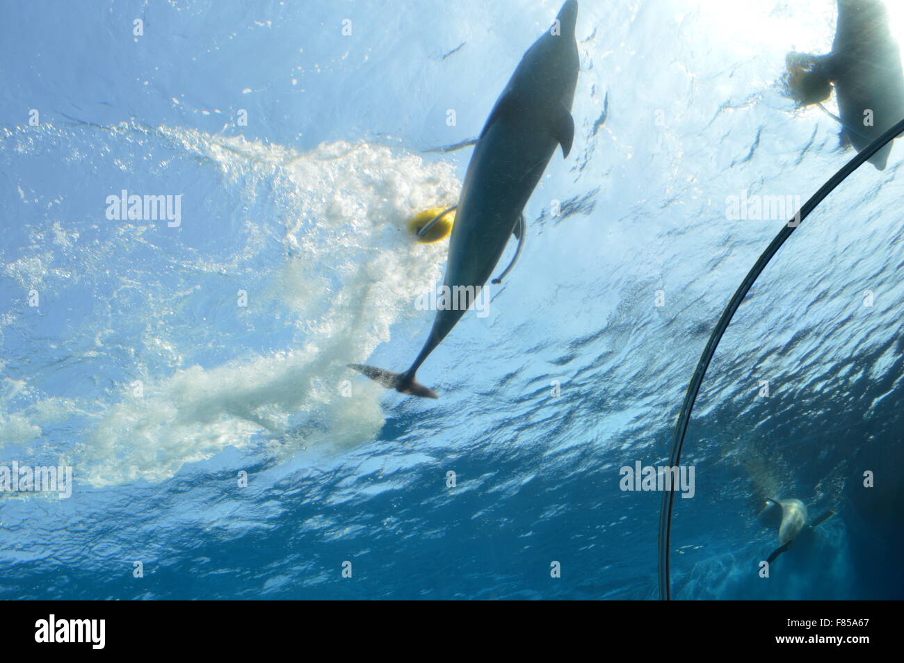 Japan dance fish hi-res stock photography and images - Alamy