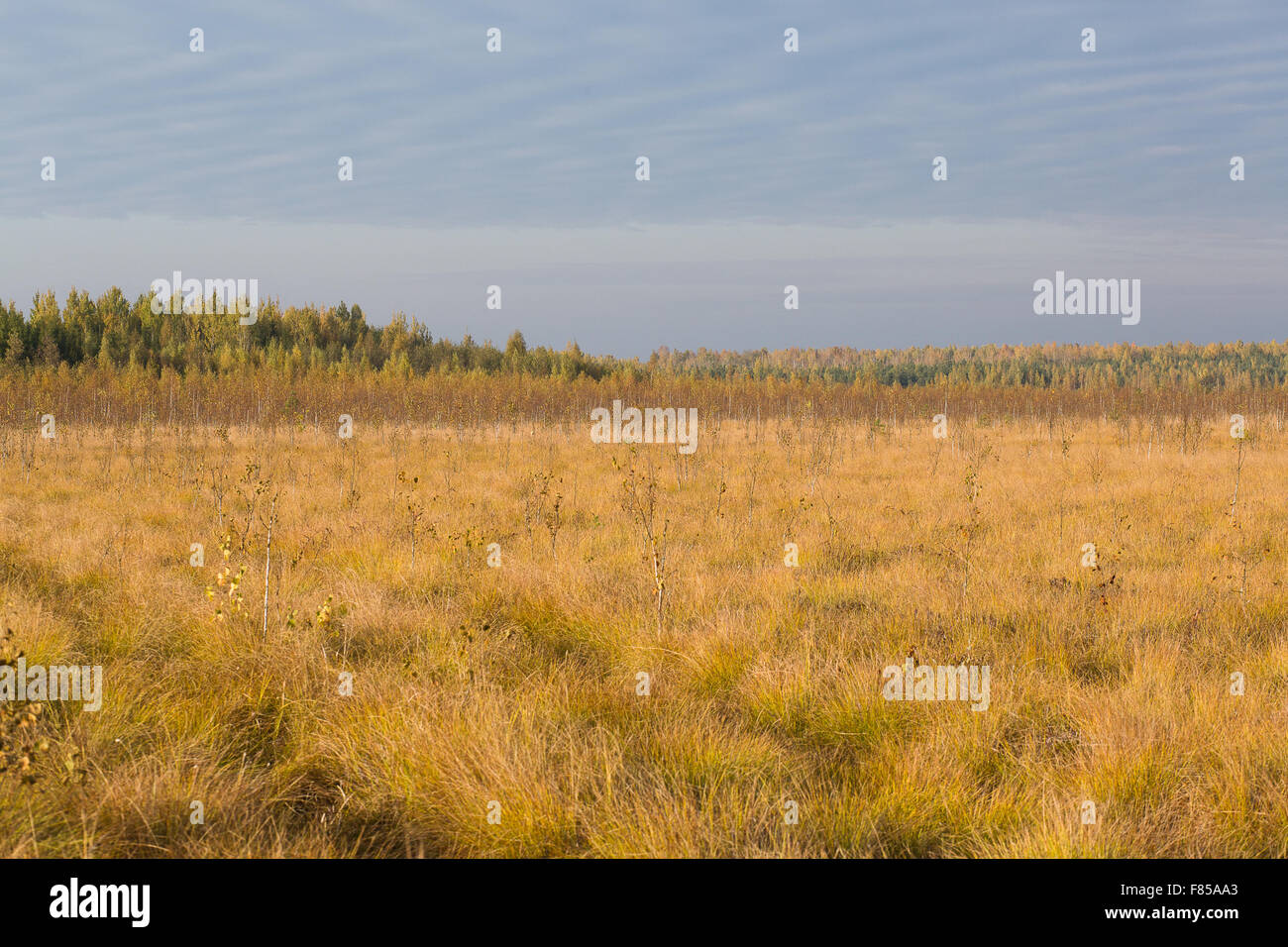 Autumn yellow field at the swamp Stock Photo - Alamy