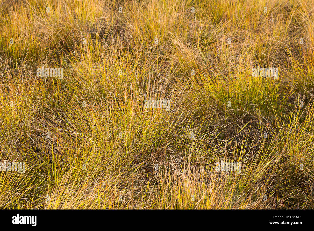 Yellow green grass with sunlight in the autumn Stock Photo - Alamy