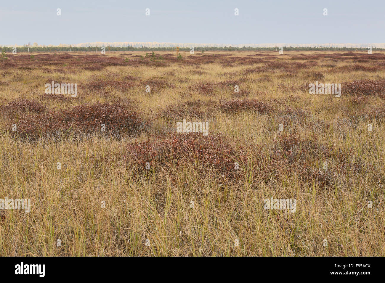 Autumn brown field at the swamp Stock Photo - Alamy
