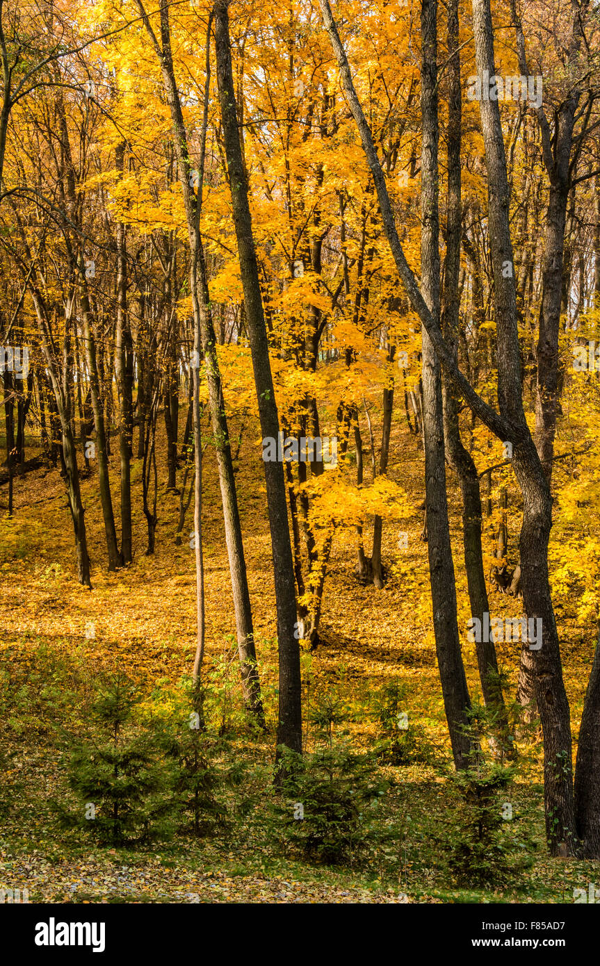 In the autumn forest Stock Photo - Alamy