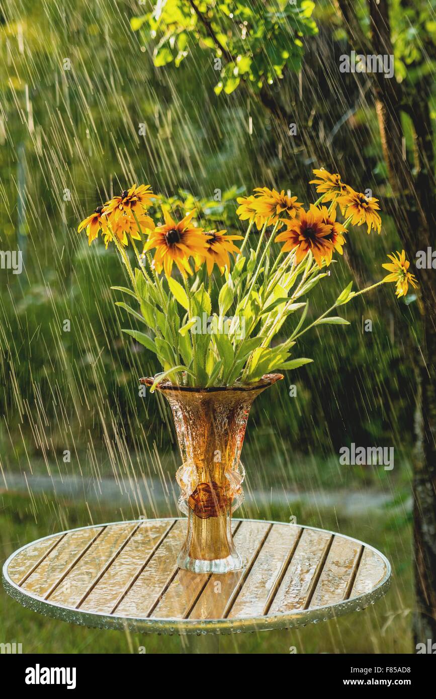 Summer rain and flowers of echinacea Stock Photo - Alamy