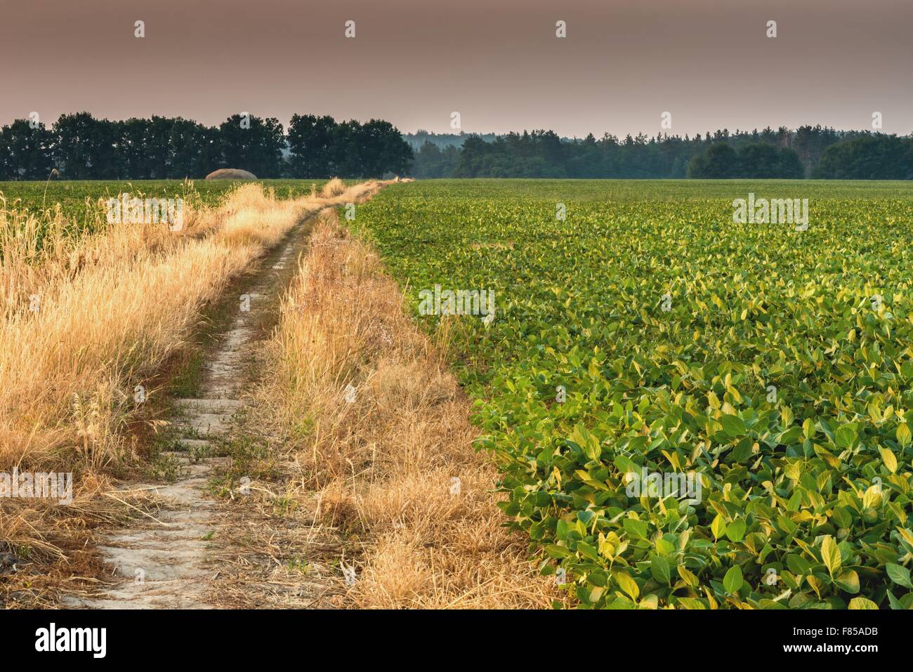 The road along the field bean Stock Photo - Alamy