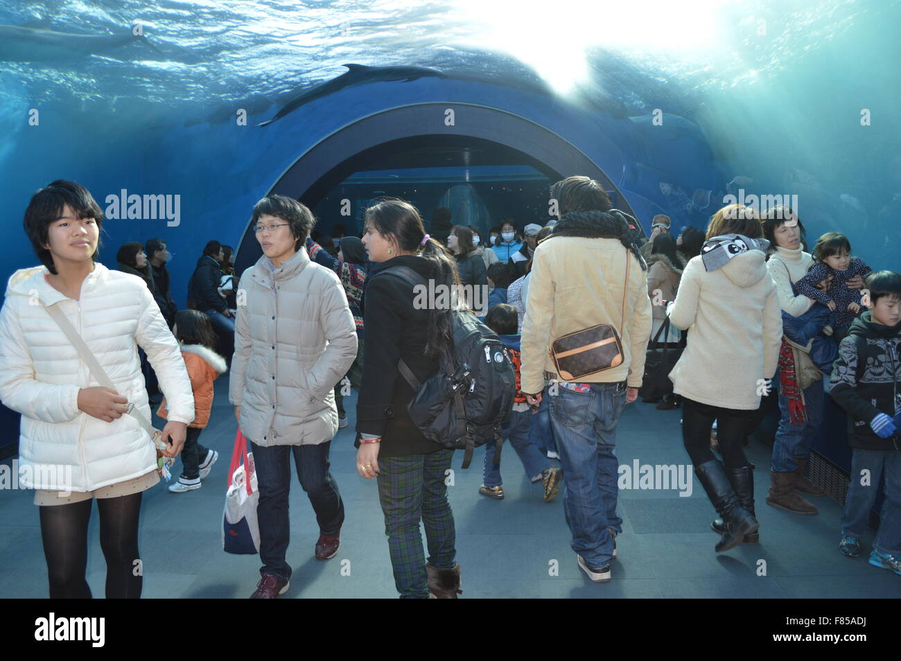 Dolphin pond in a aquarium and fun dance Stock Photo - Alamy