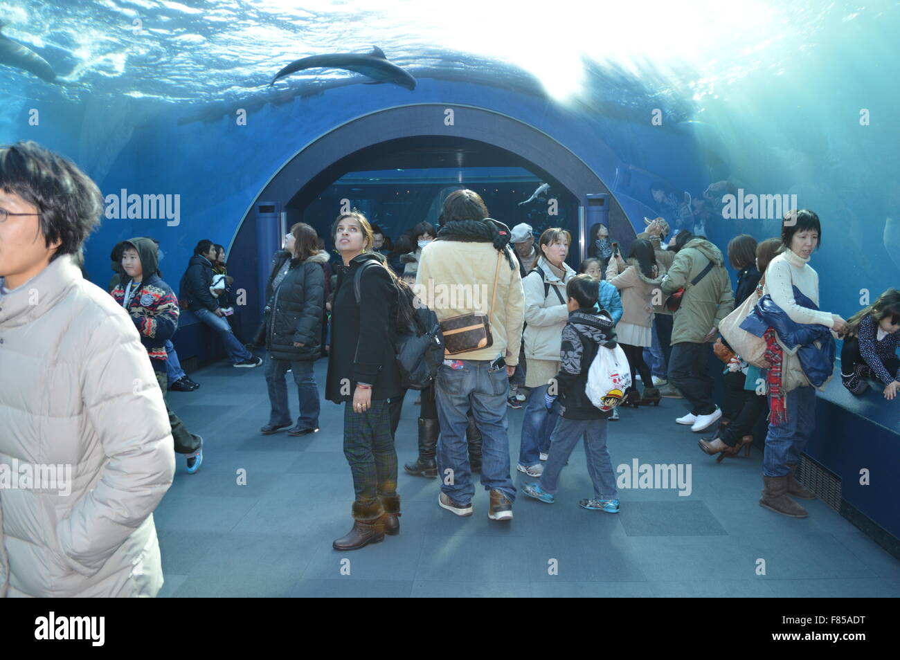 Dolphin pond in a aquarium and fun dance Stock Photo - Alamy