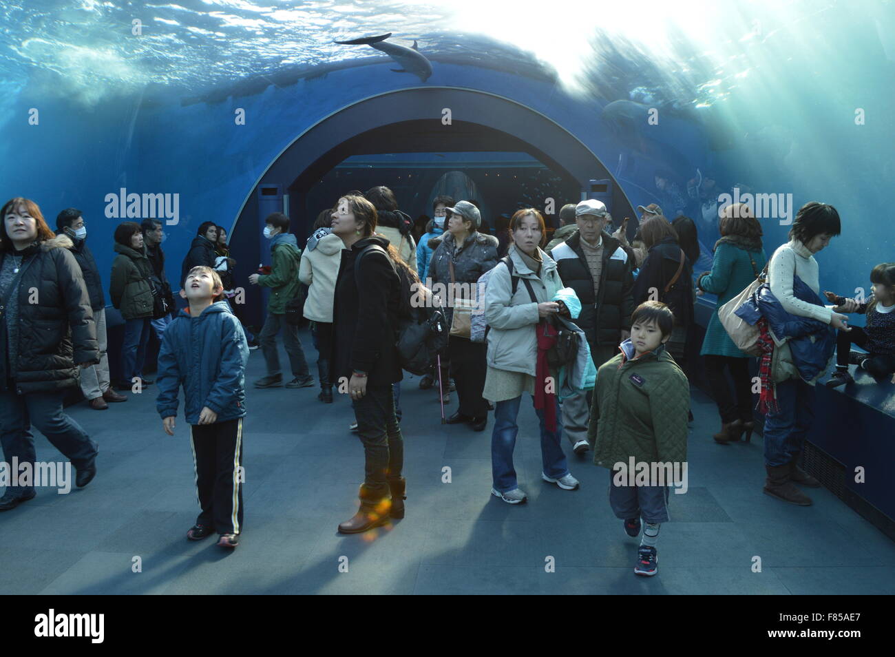 Dolphin pond in a aquarium and fun dance Stock Photo - Alamy