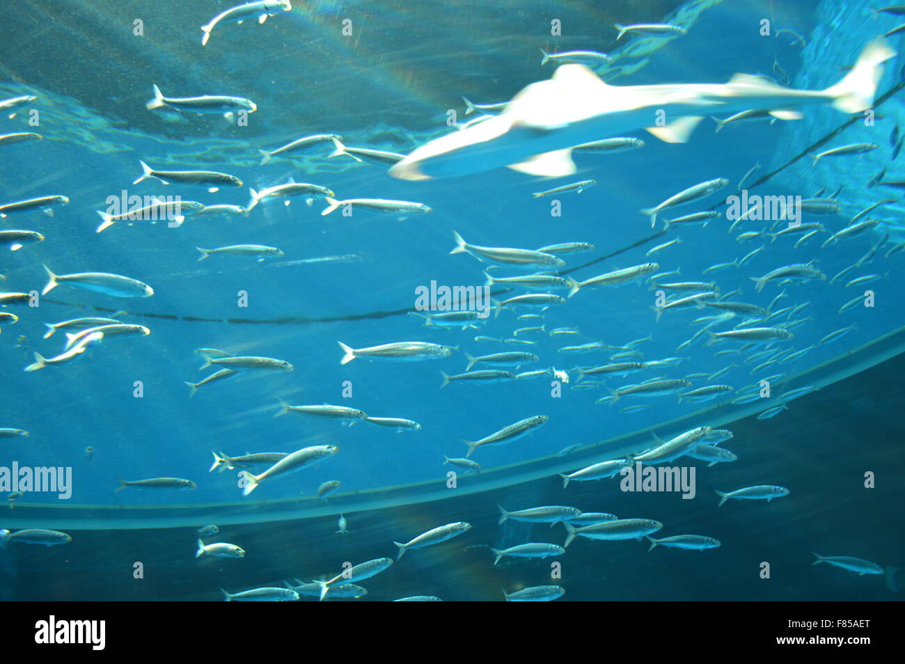 Dolphin fish shark hi-res stock photography and images - Alamy