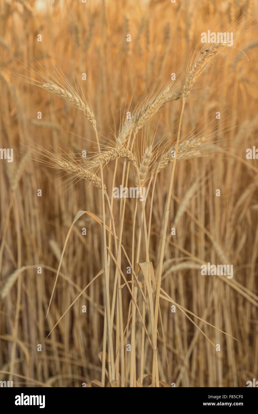 Closeup of ripe wheat ears hi-res stock photography and images - Alamy