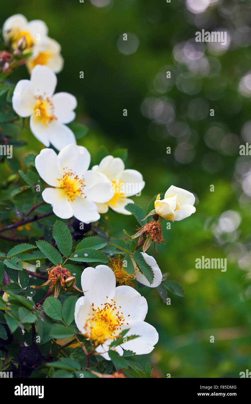 brier flowers against blur background with copyspace Stock Photo - Alamy