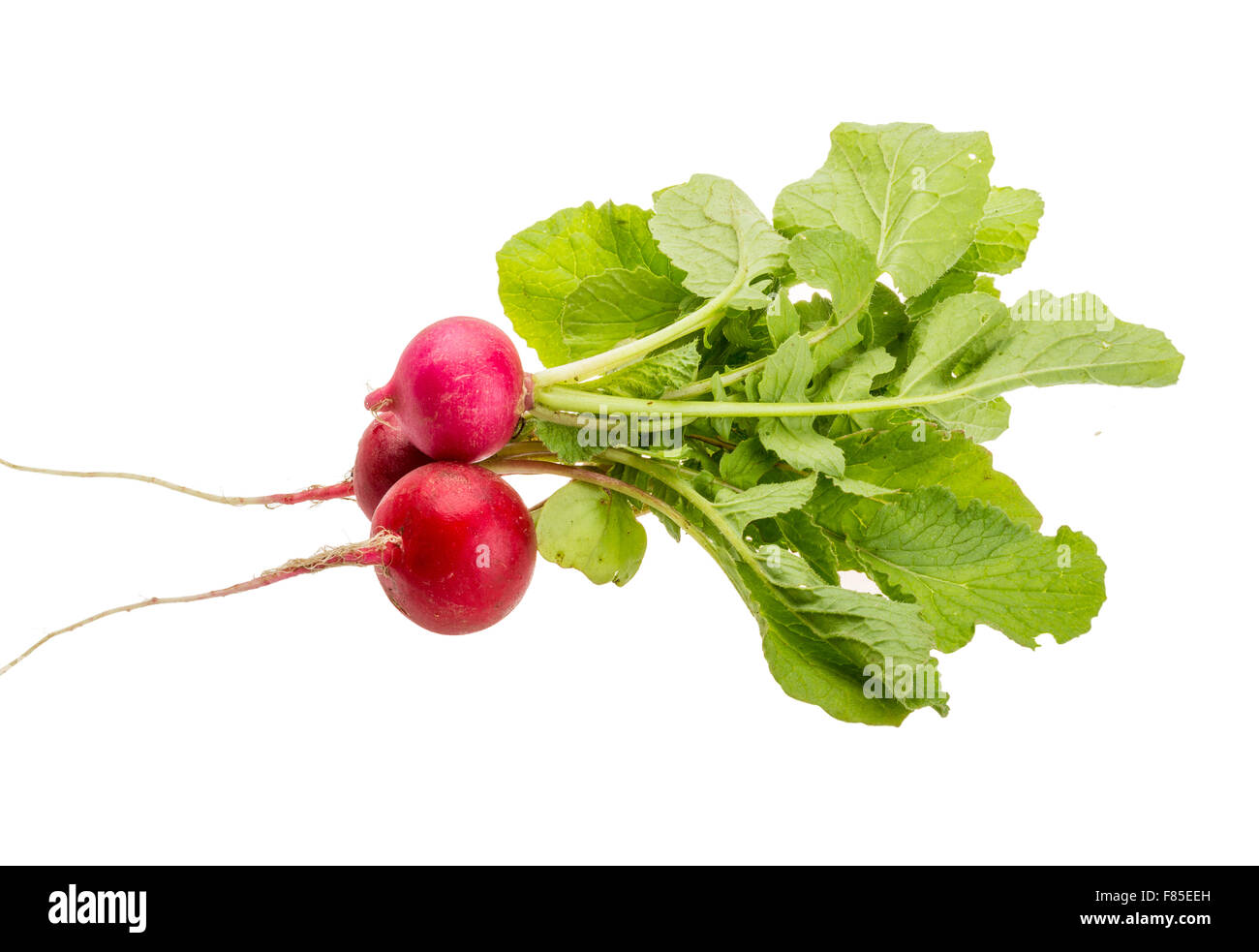 Fresh radish with leaves isolated Stock Photo - Alamy