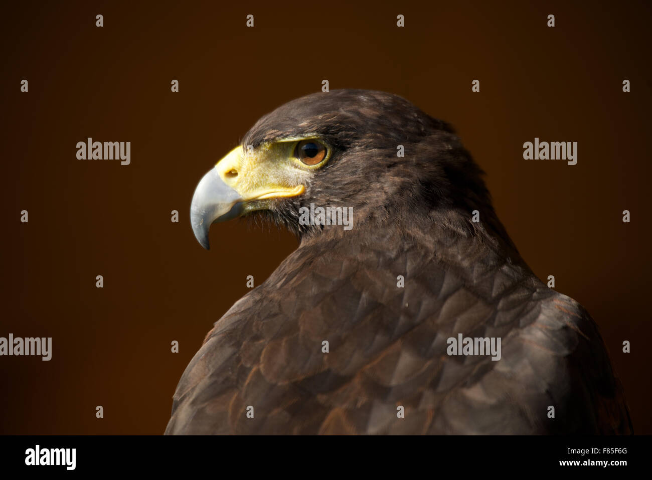 Close-up of Harris hawk with head turned Stock Photo - Alamy