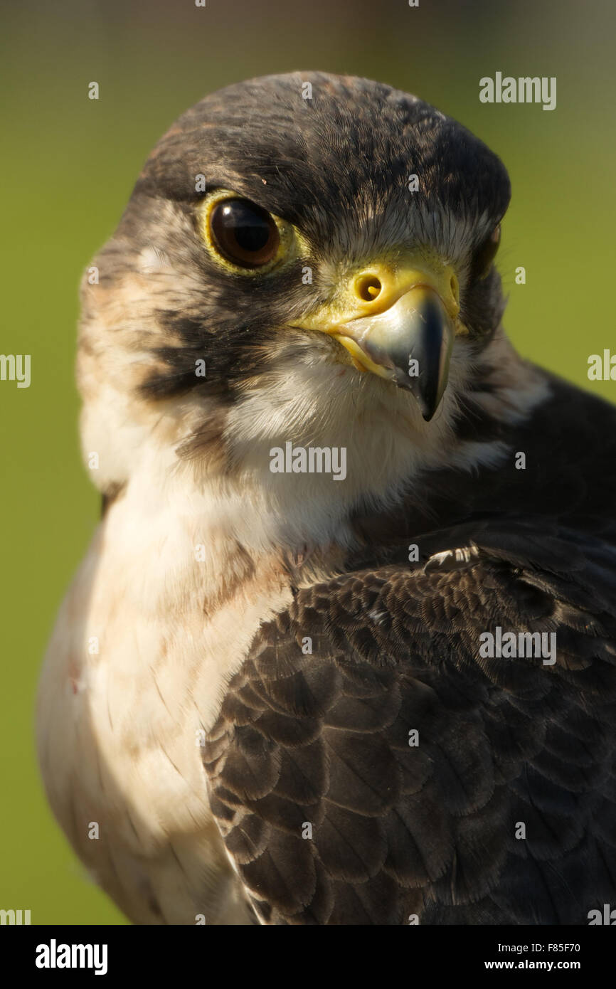 Close-up of peregrine falcon head and neck Stock Photo - Alamy