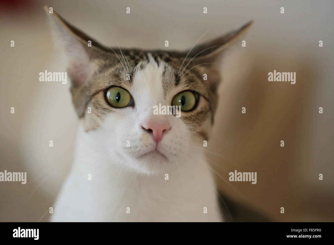 Watching watchful hi-res stock photography and images - Alamy