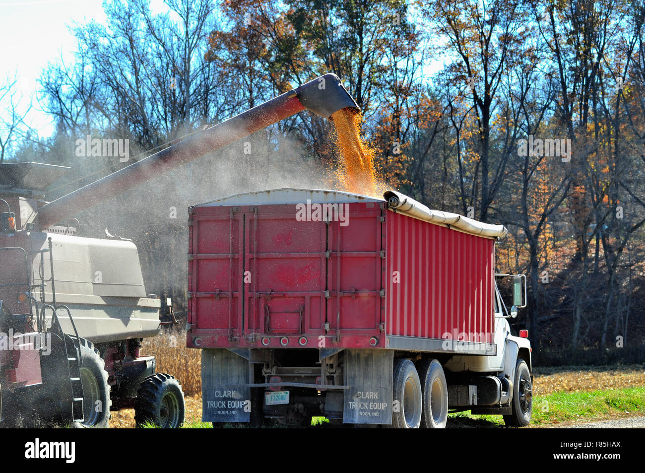 Dust flies through the air as freshly harvested corn is loaded into a ...