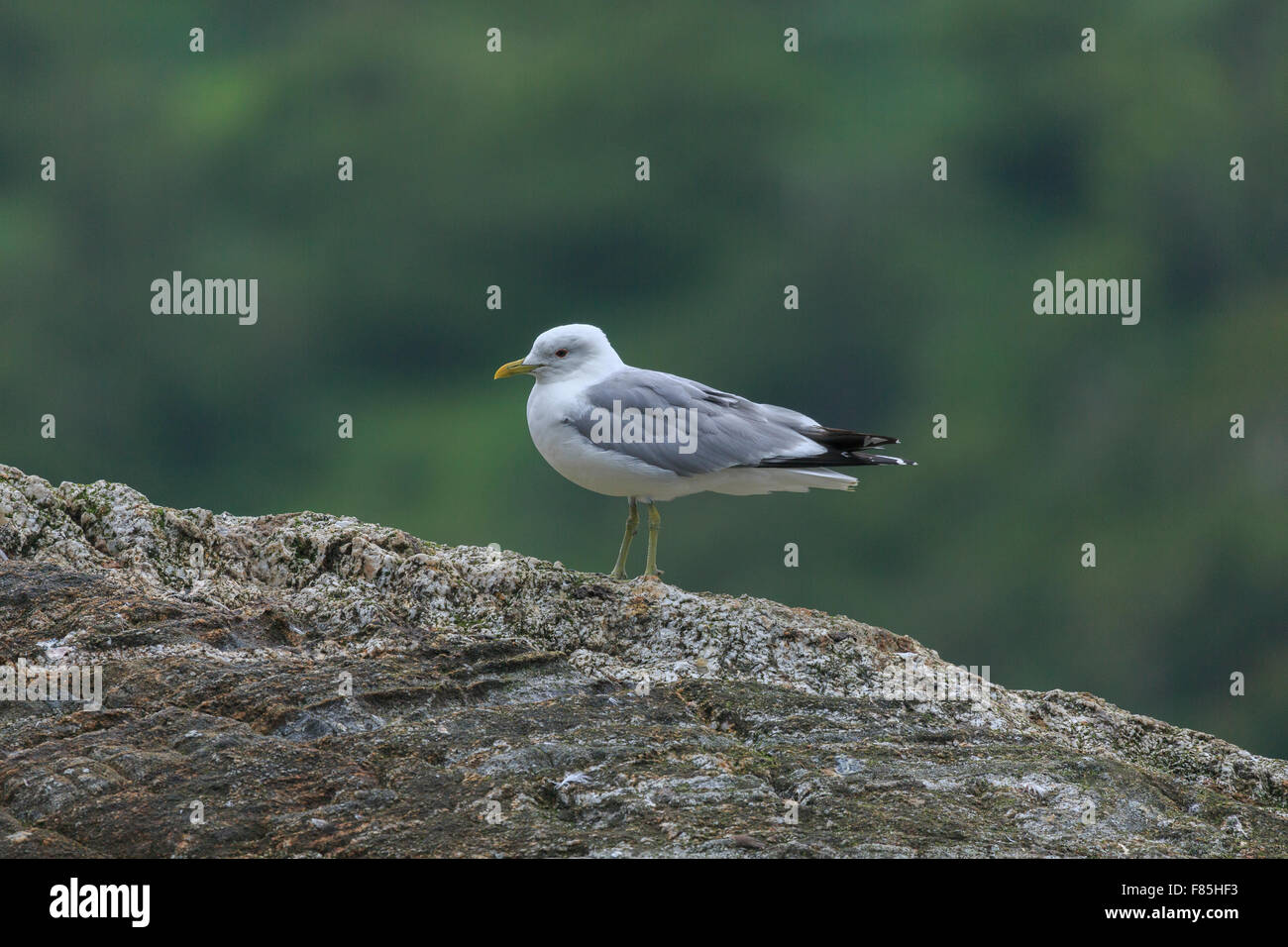 Seagull standing on a rock in a Scottish Loch Stock Photo - Alamy