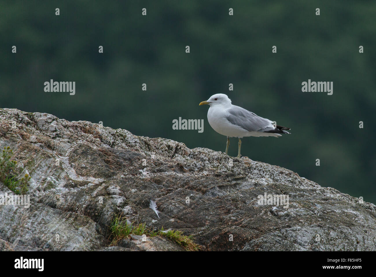 Seagull standing on a rock in a Scottish Loch Stock Photo - Alamy