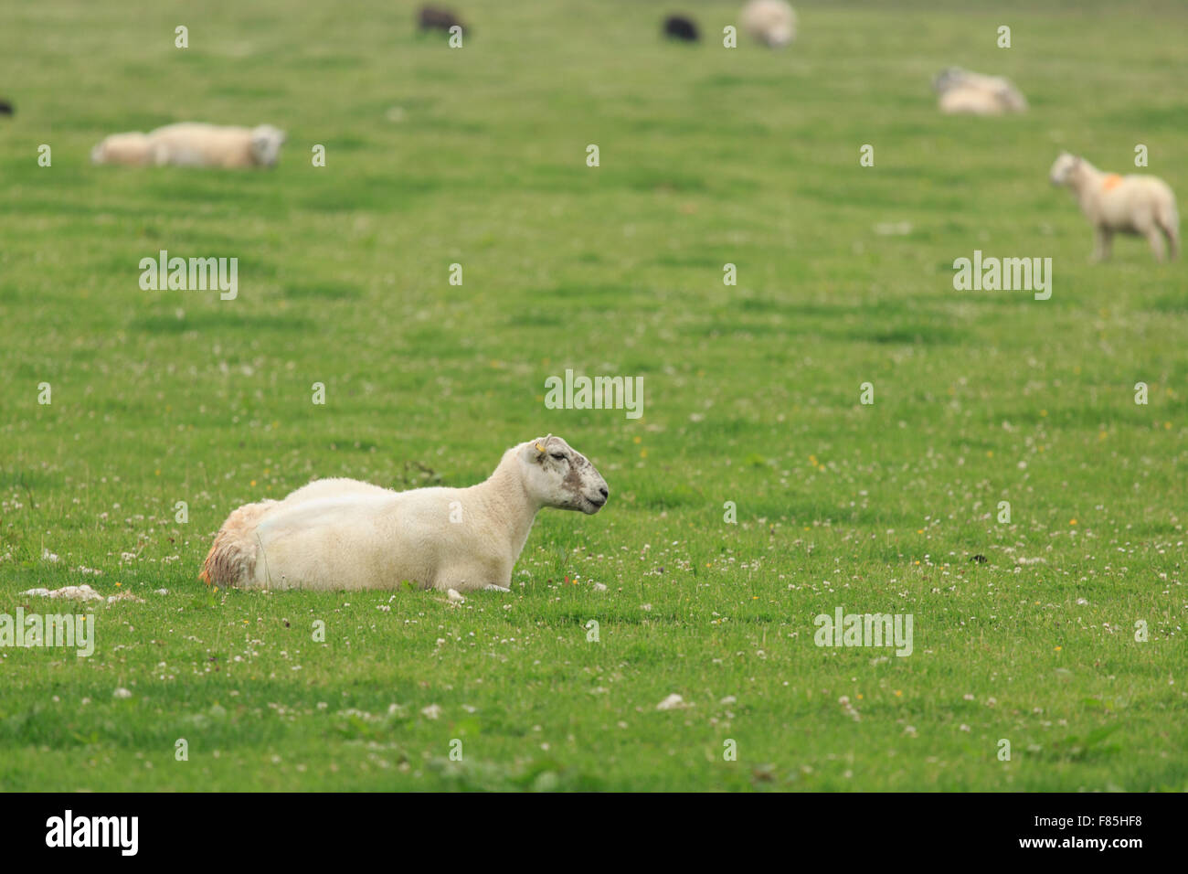 Sheep in a field in Scotland Stock Photo - Alamy