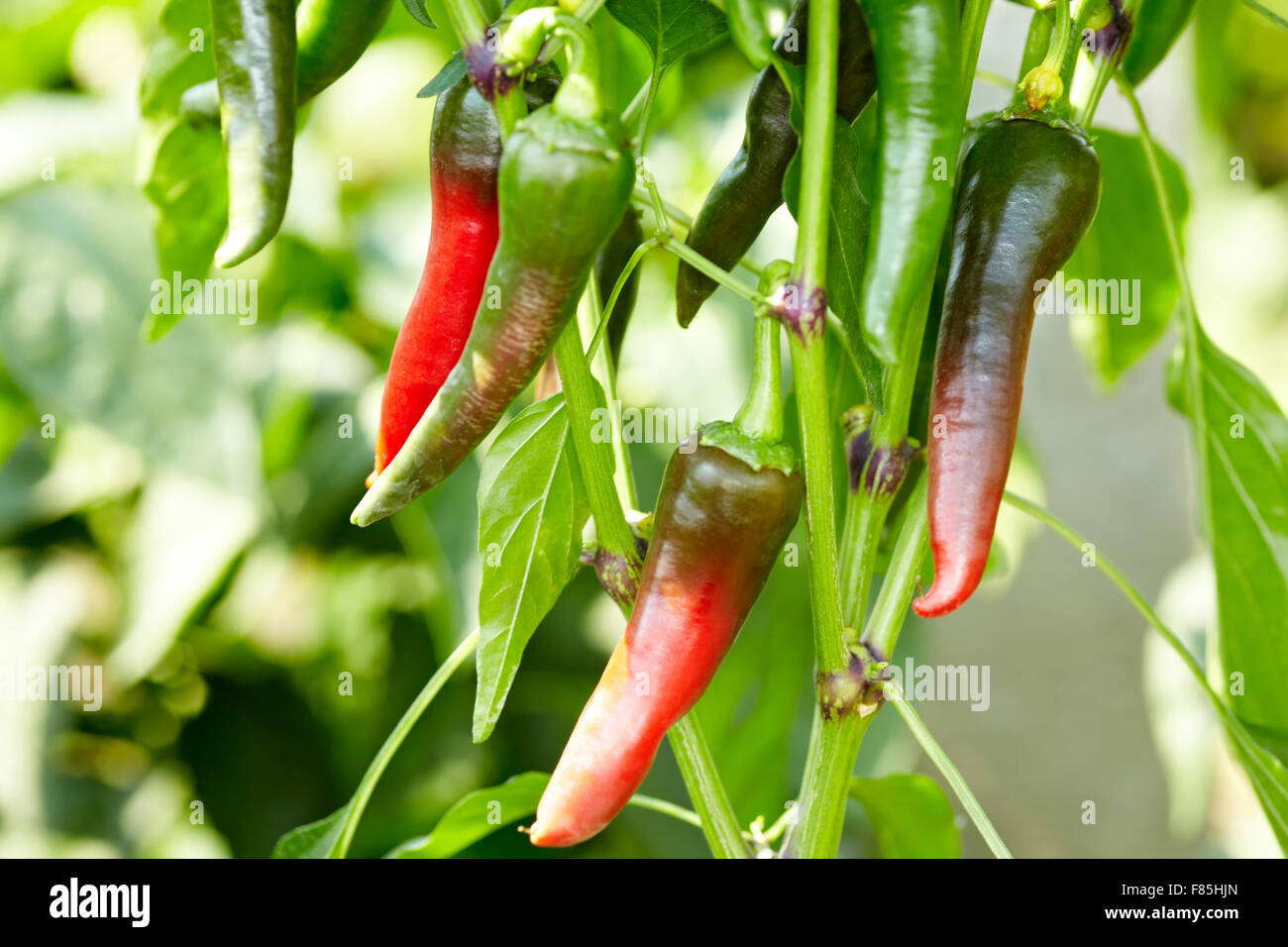 Organic chilli (Capsicum) of sort "De Cayenne" in a greenhouse Stock ...