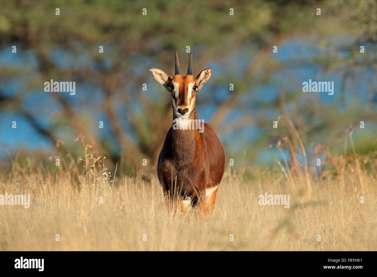 A young sable antelope (Hippotragus niger) in natural habitat, South ...
