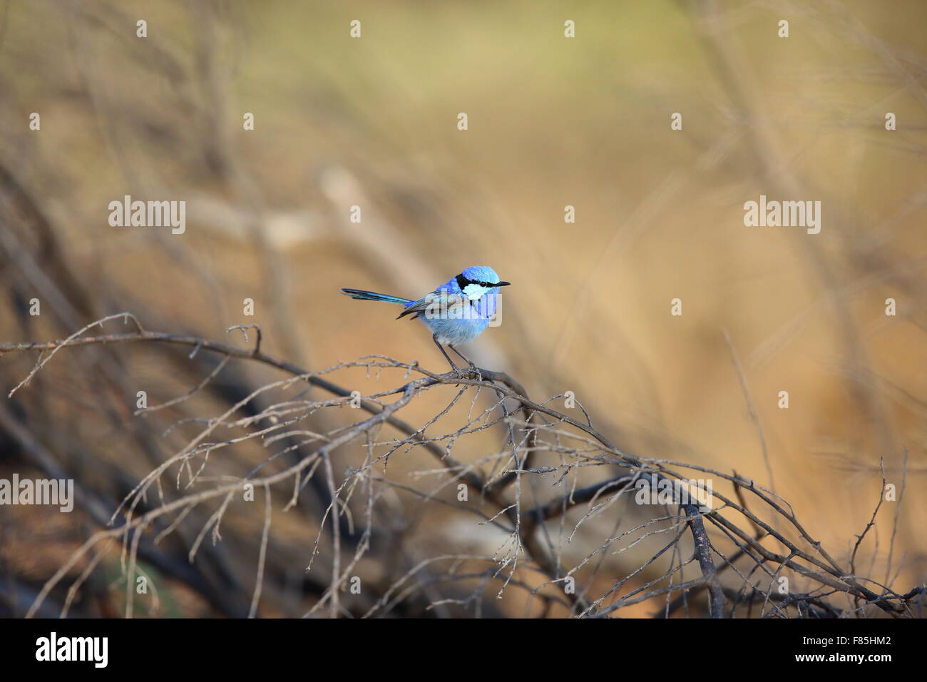 Malurus splendens hi-res stock photography and images - Alamy