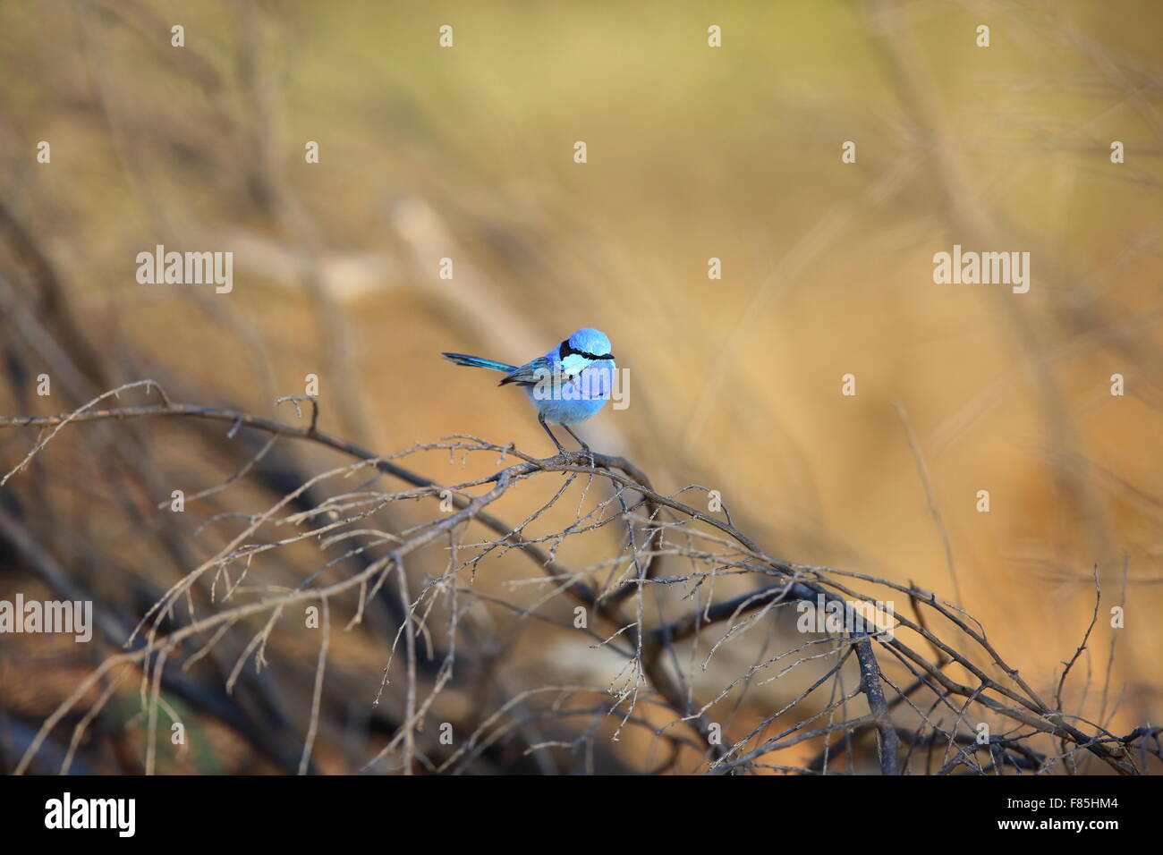Splendid fairywren (Malurus splendens) in Australia Stock Photo - Alamy