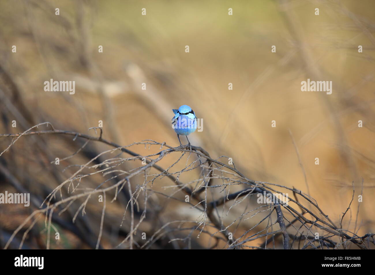 Splendid fairywren (Malurus splendens) in Australia Stock Photo - Alamy