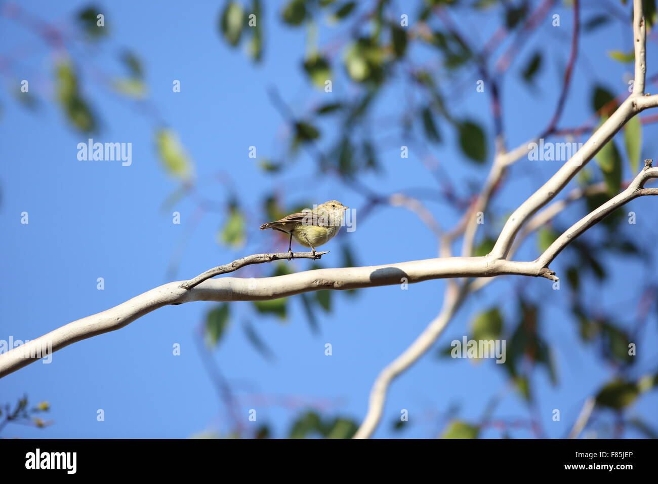 Weebill hi-res stock photography and images - Alamy