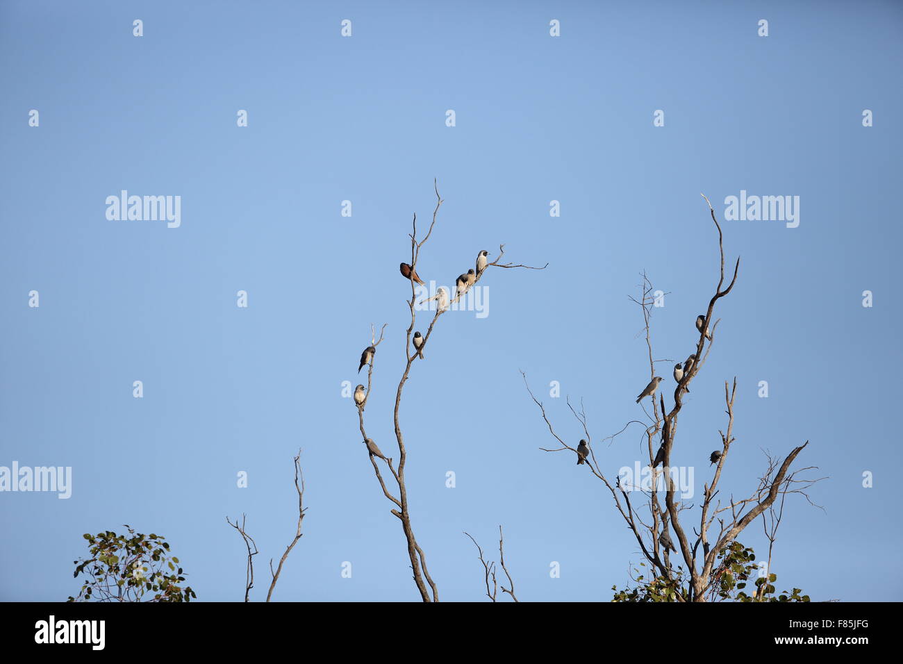 Masked Woodswallow (Artamus personatus) in Australia Stock Photo - Alamy
