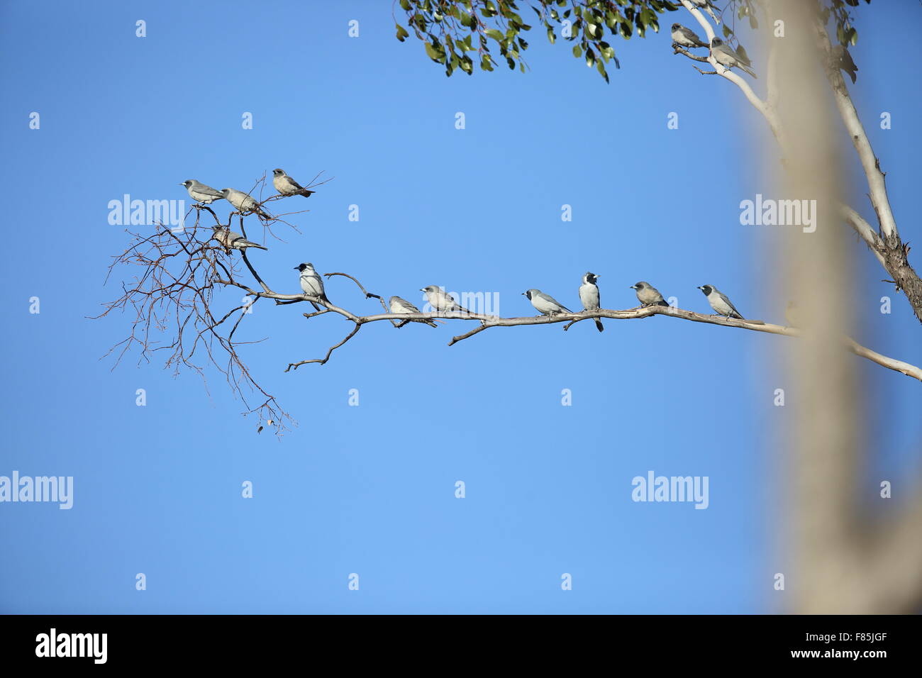 Masked Woodswallow (Artamus personatus) in Australia Stock Photo - Alamy