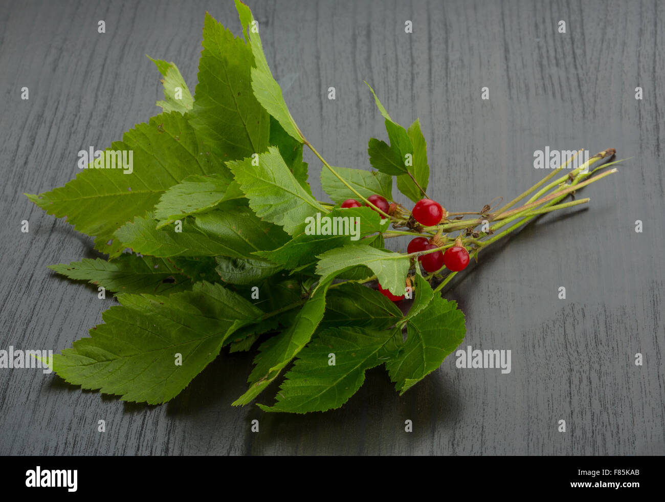 Stone bramble with leaves on the board Stock Photo - Alamy