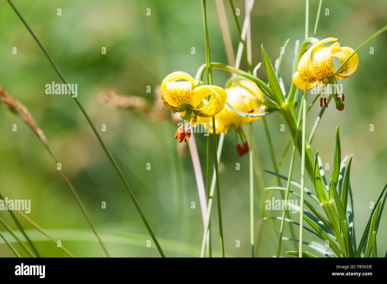 Pyrenean range hi-res stock photography and images - Alamy