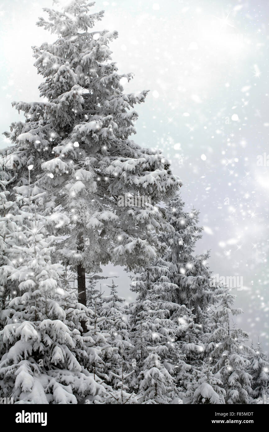 Snow covered pine trees in the mountains Stock Photo - Alamy