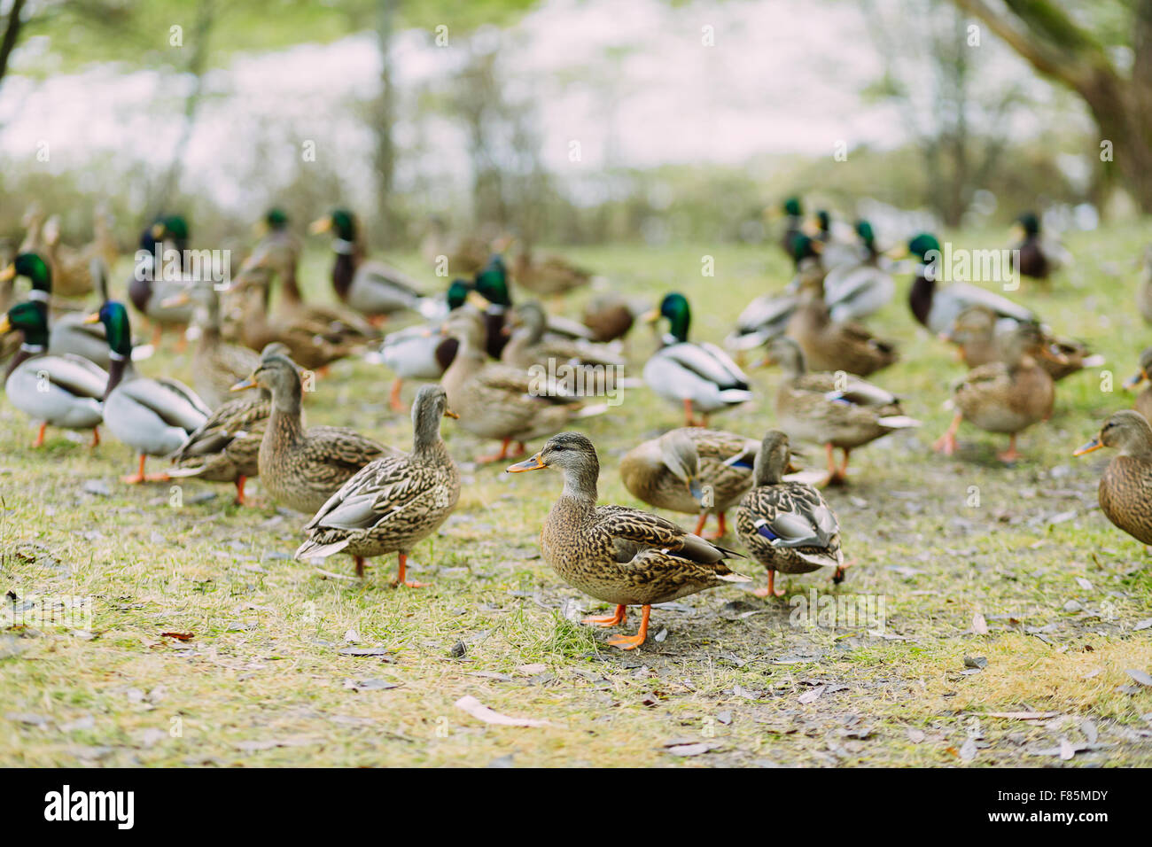 Group of ducks in the park in autumn Stock Photo - Alamy