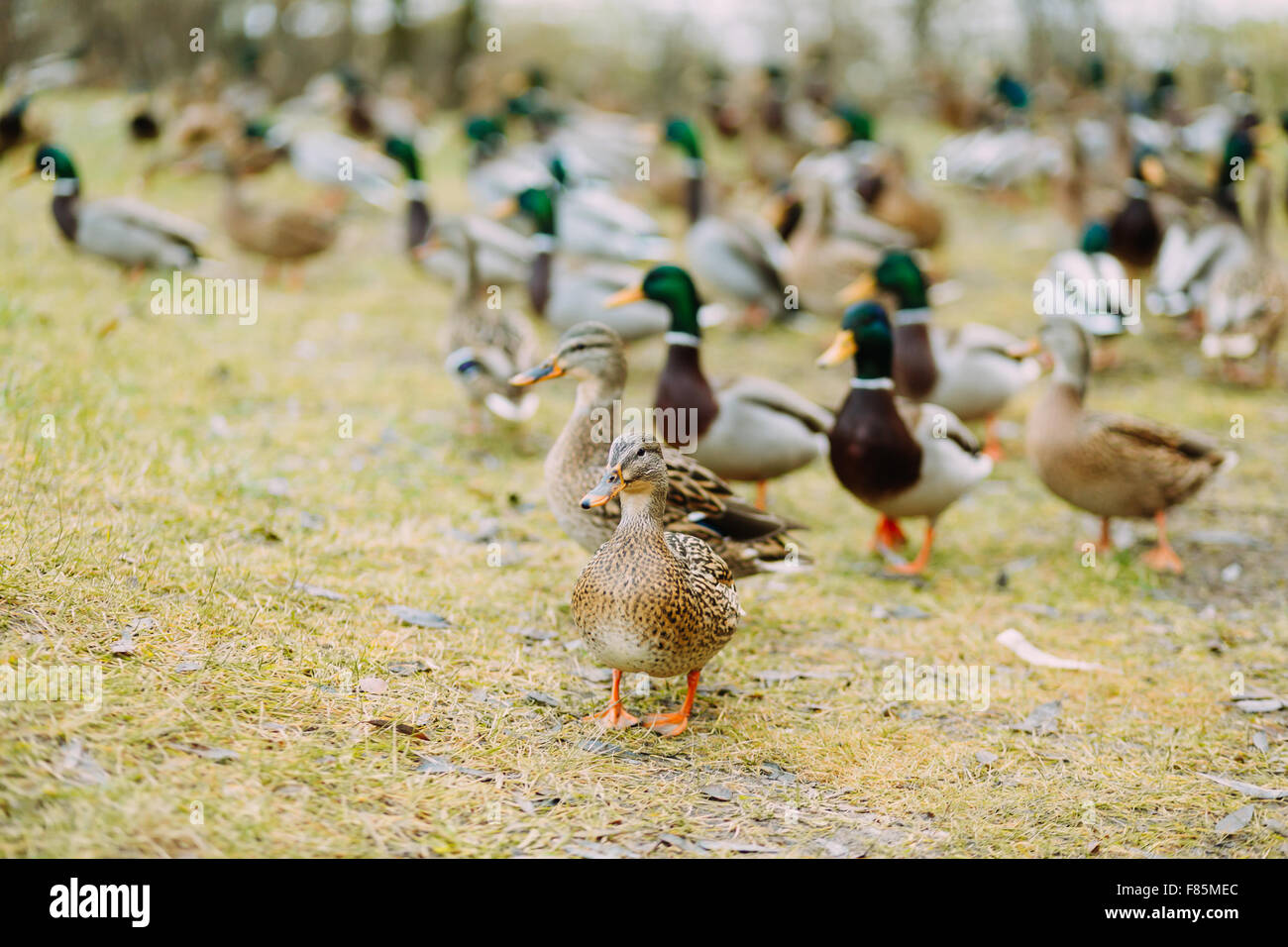One of the ducks looking to the camera Stock Photo - Alamy