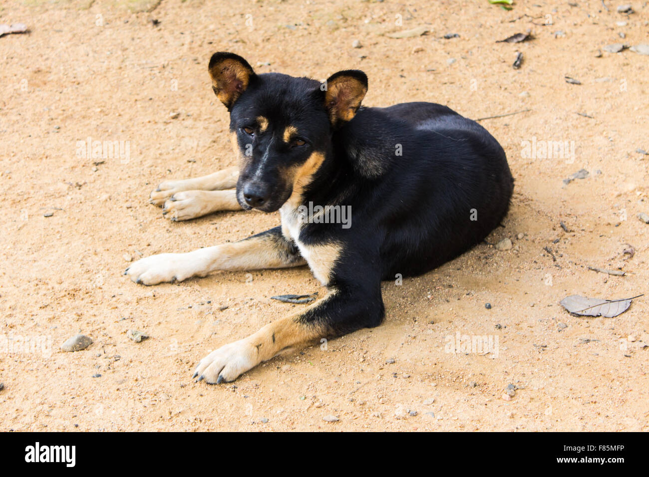 Thai Stray dog Stock Photo - Alamy