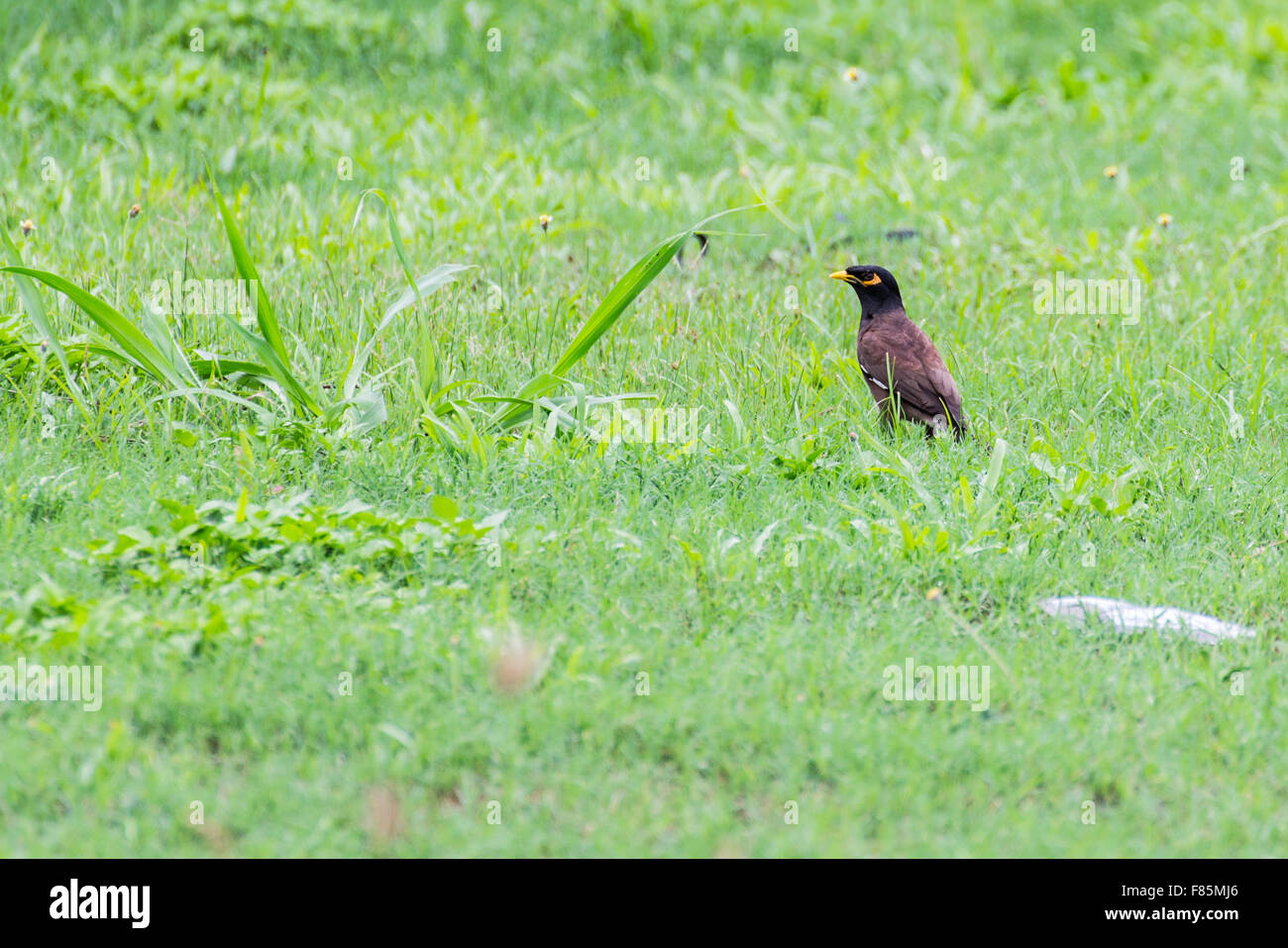 Mynah hi-res stock photography and images - Alamy