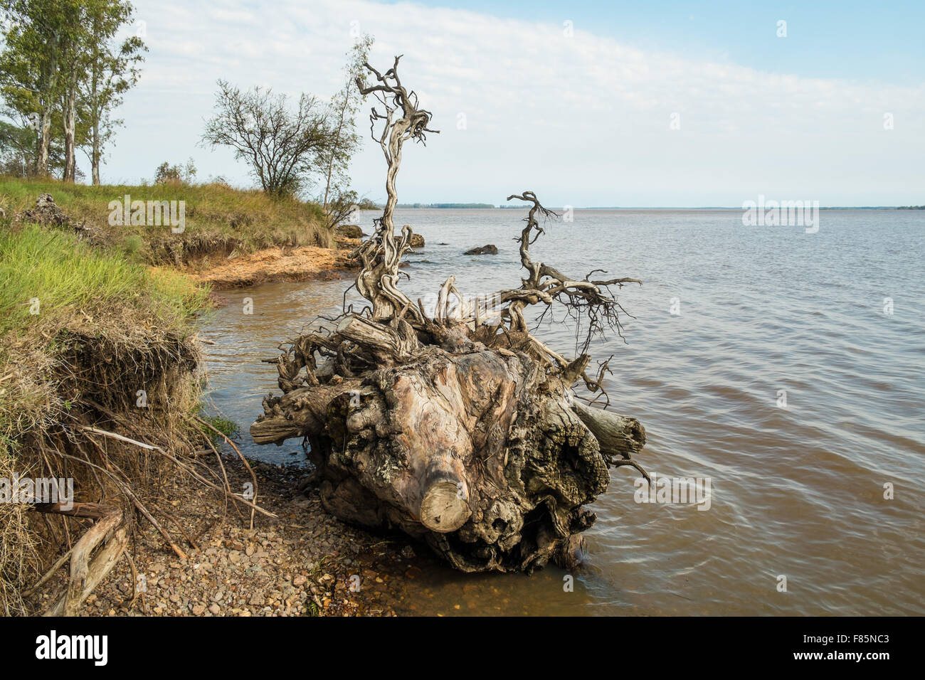 Uprooted tree on the shores of a lake Stock Photo - Alamy
