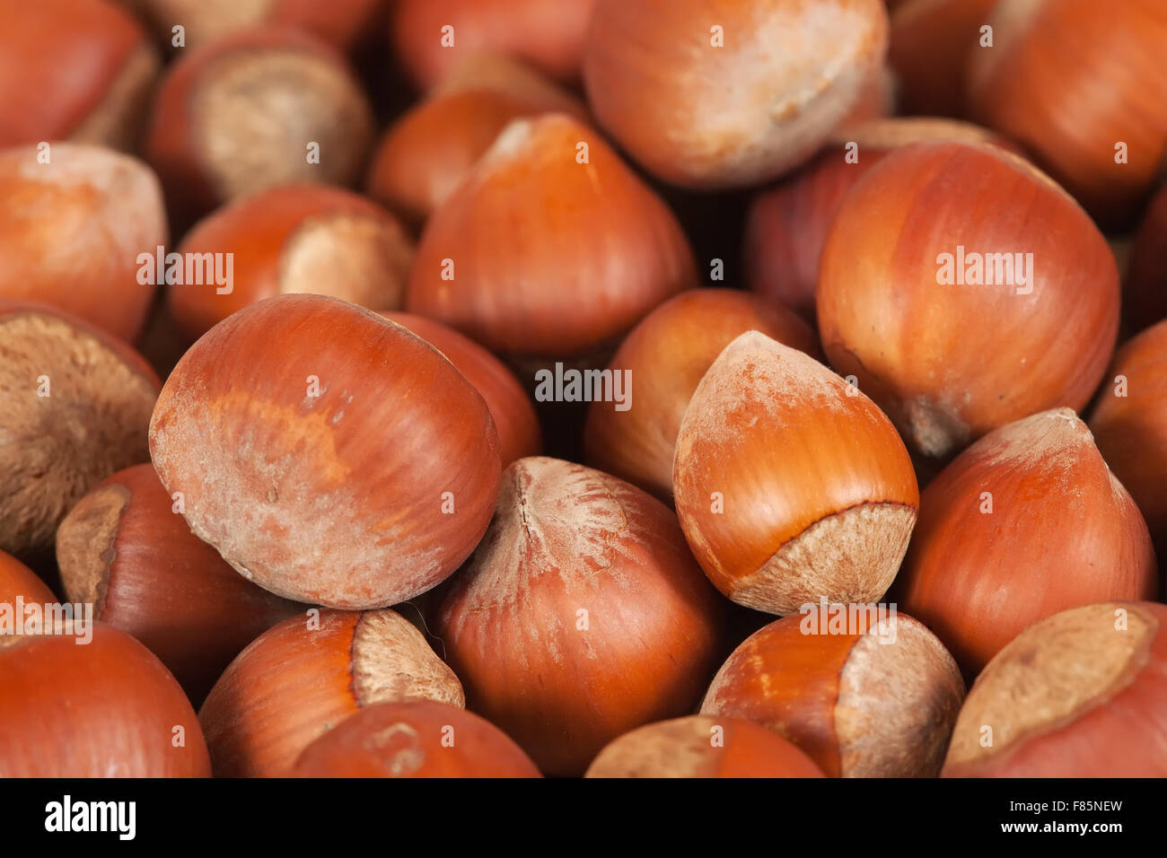 Background of ripe brown hazelnuts. Shallow DOF Stock Photo - Alamy
