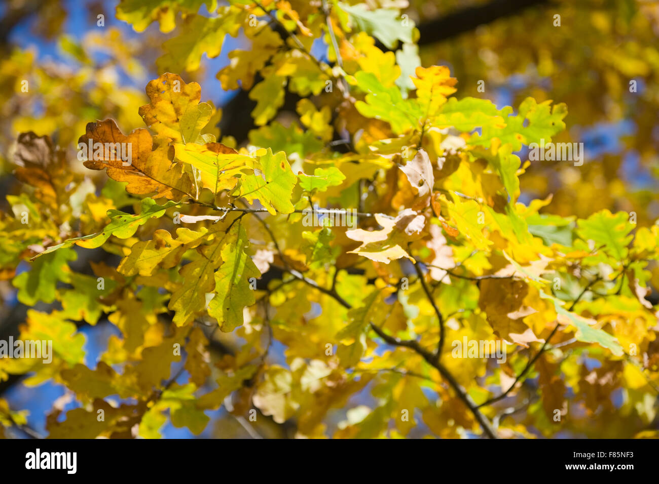 Autumn oak tree leaves in the sunshine in autumn Stock Photo - Alamy