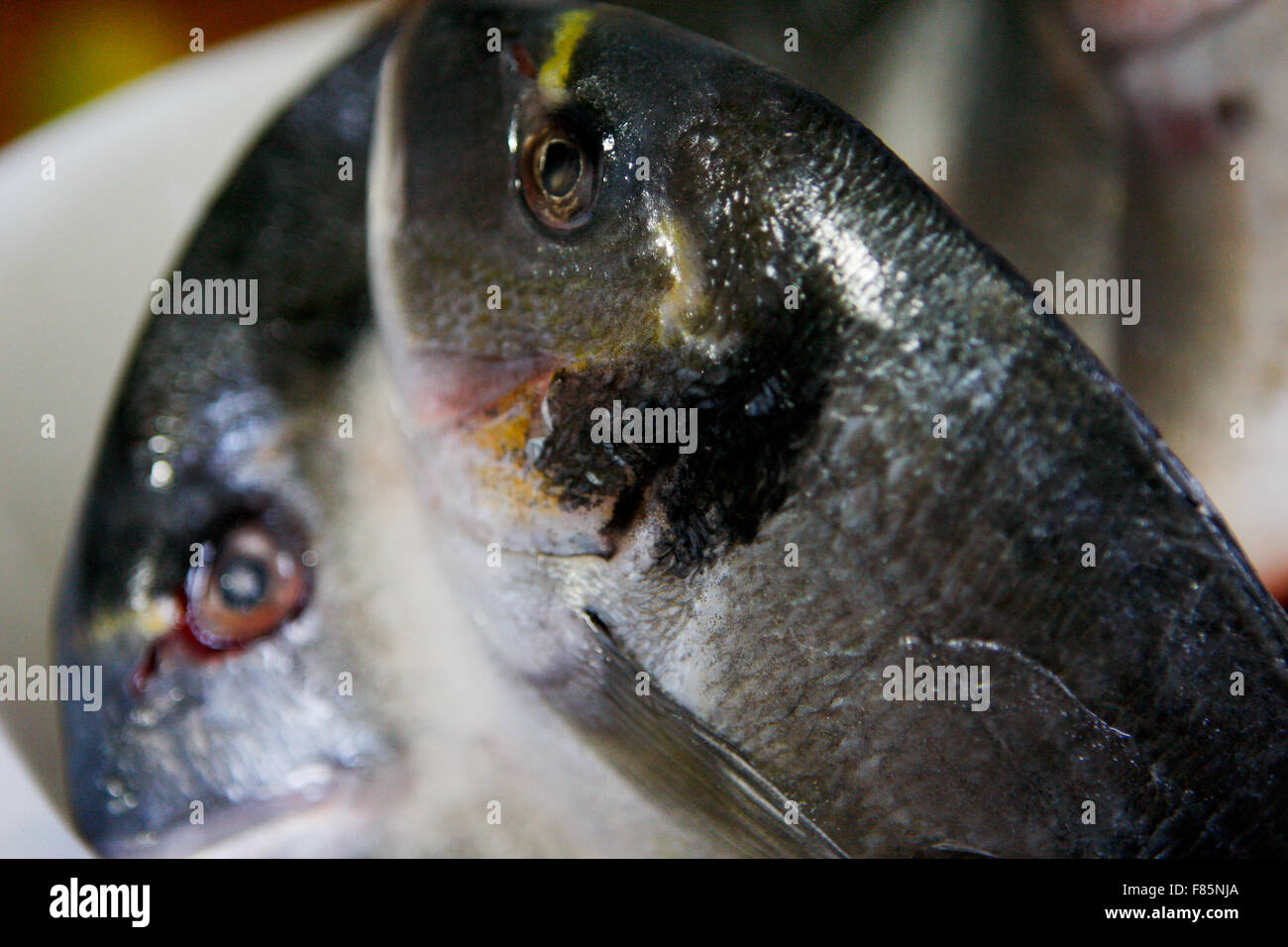 Gilthead Gilthead Seabream Sparus auratus studio picture Stock Photo ...