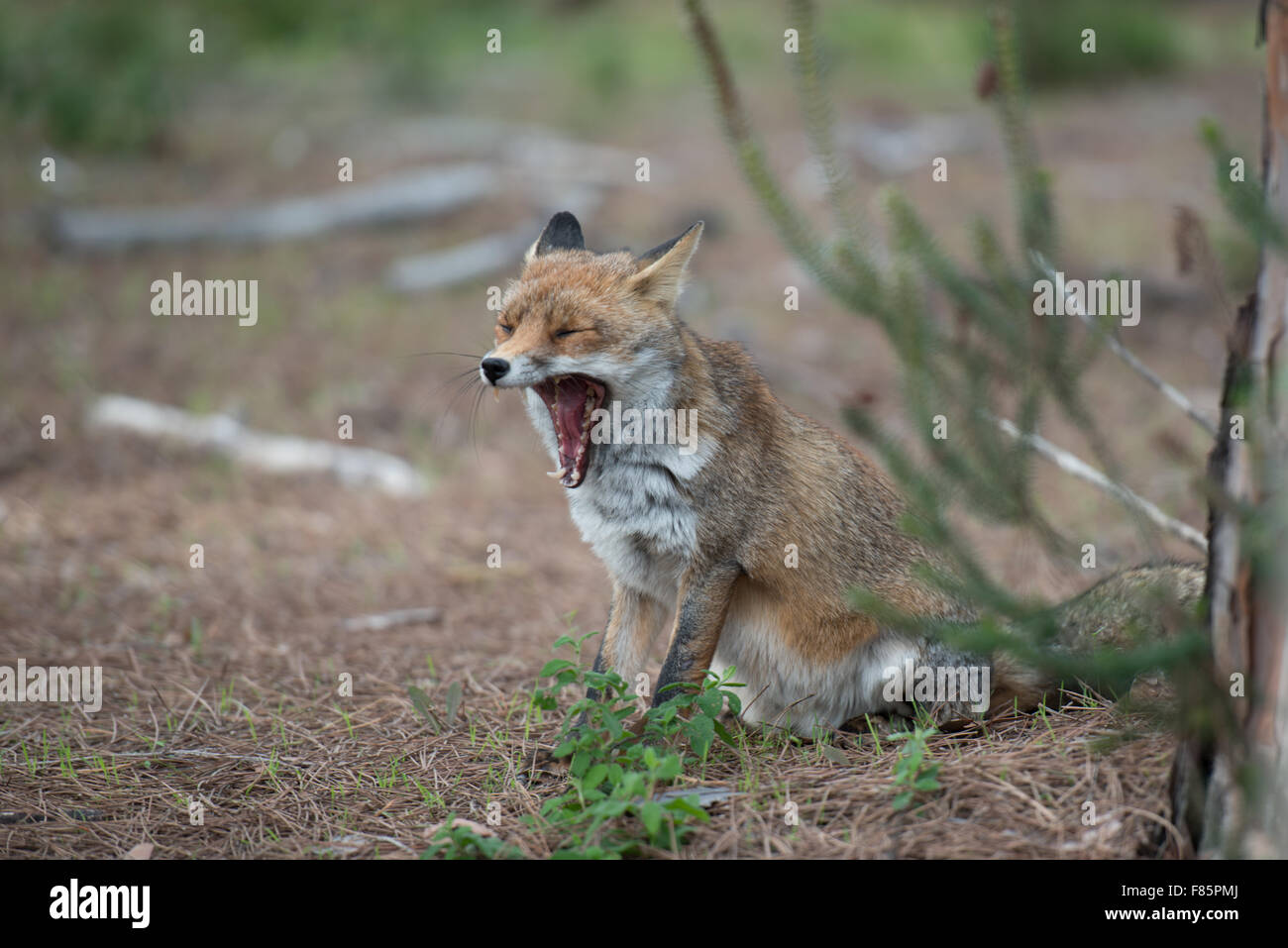 Fox in the wild Stock Photo - Alamy