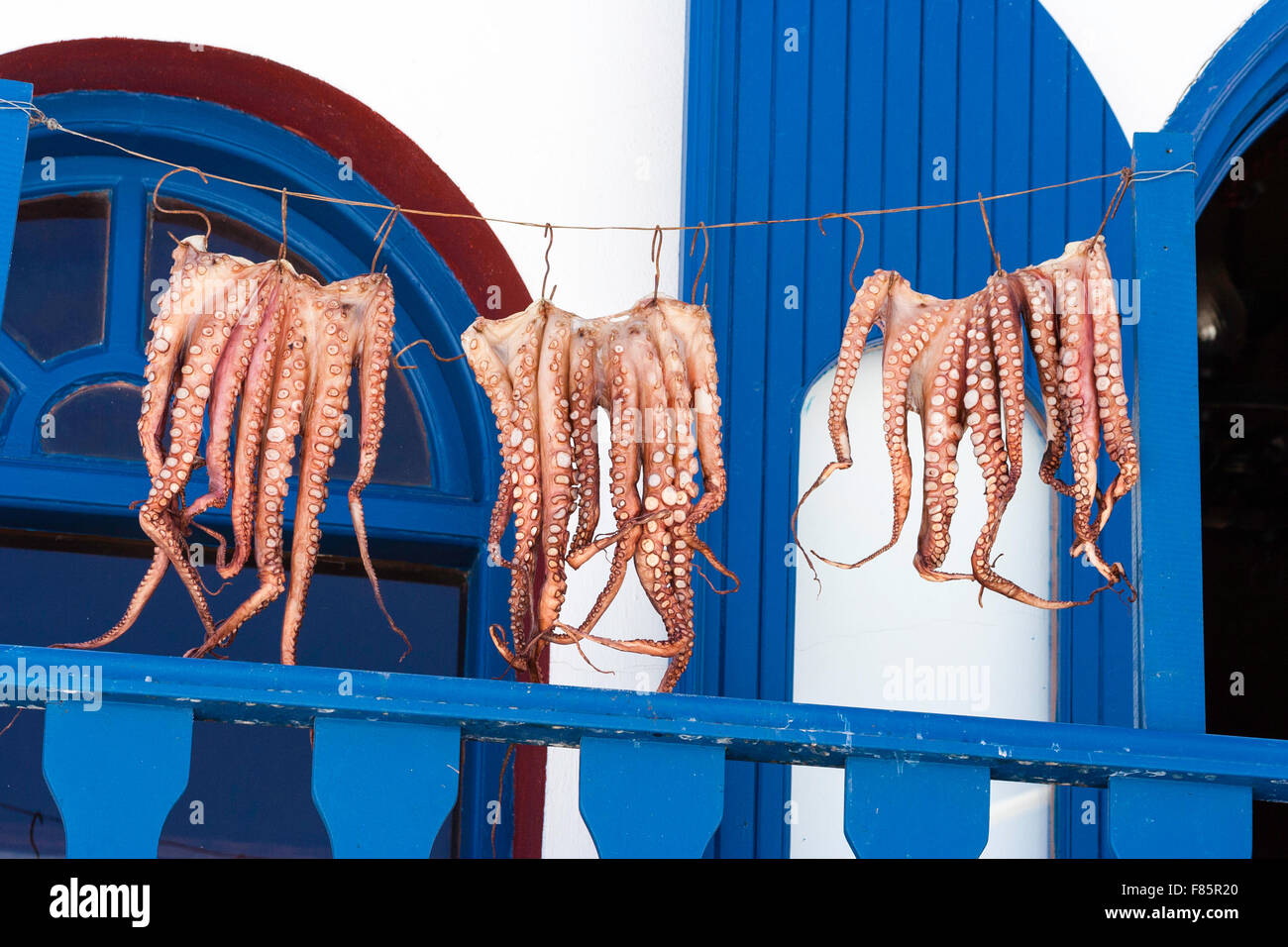 Santorini. Dead freshly caught orange three Octopus hanging on line to ...